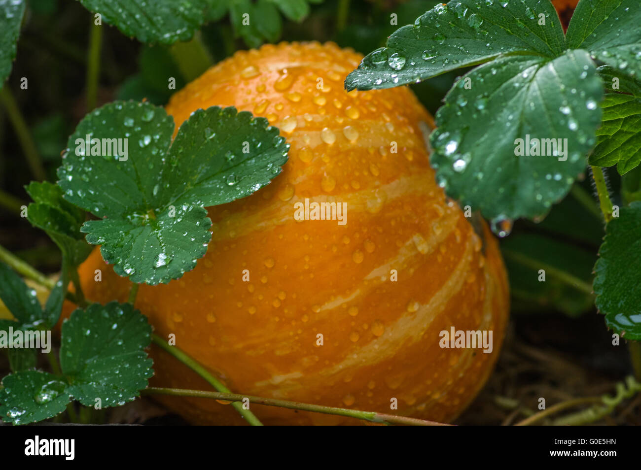 Organic plants hi-res stock photography and images - Alamy