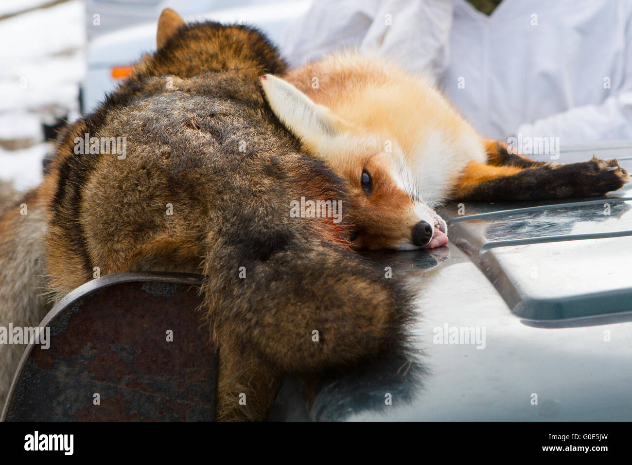 Dead foxes hi-res stock photography and images - Alamy