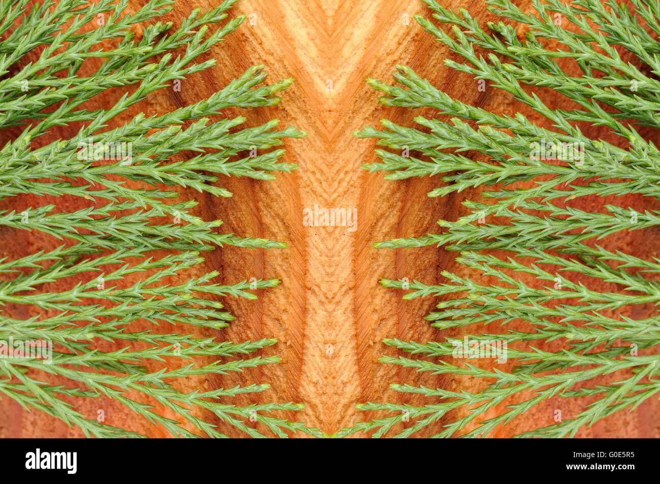 Giant redwood tree cut hi-res stock photography and images - Alamy