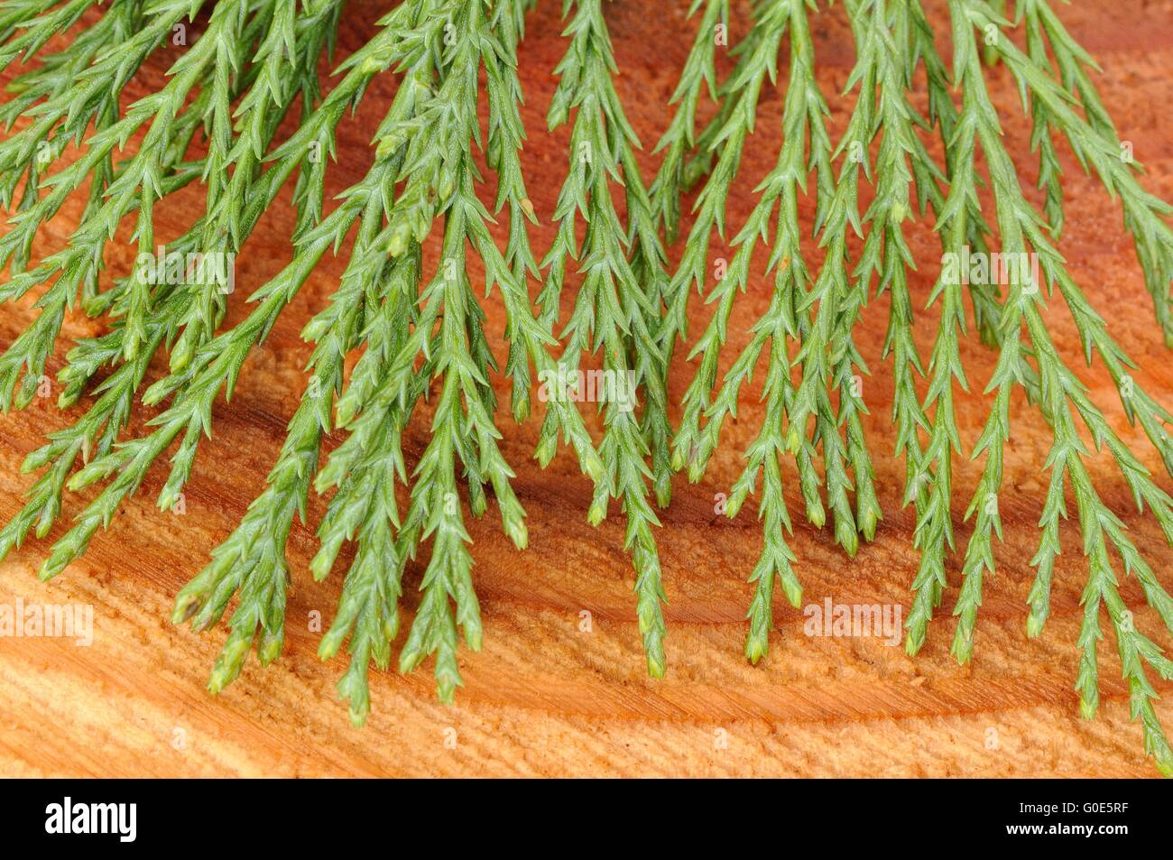 Redwood tree rings hi-res stock photography and images - Alamy