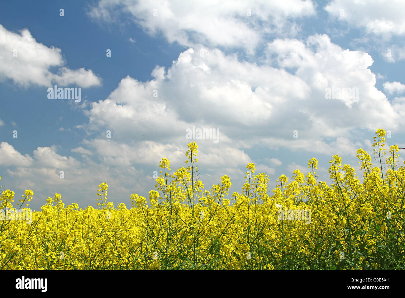 Blooming rapeseed field Stock Photo - Alamy