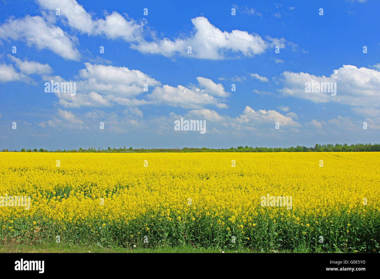Blooming rapeseed field Stock Photo - Alamy