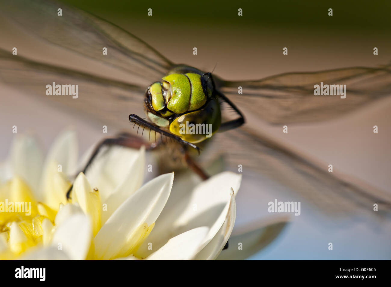dragonfly in their care Stock Photo - Alamy