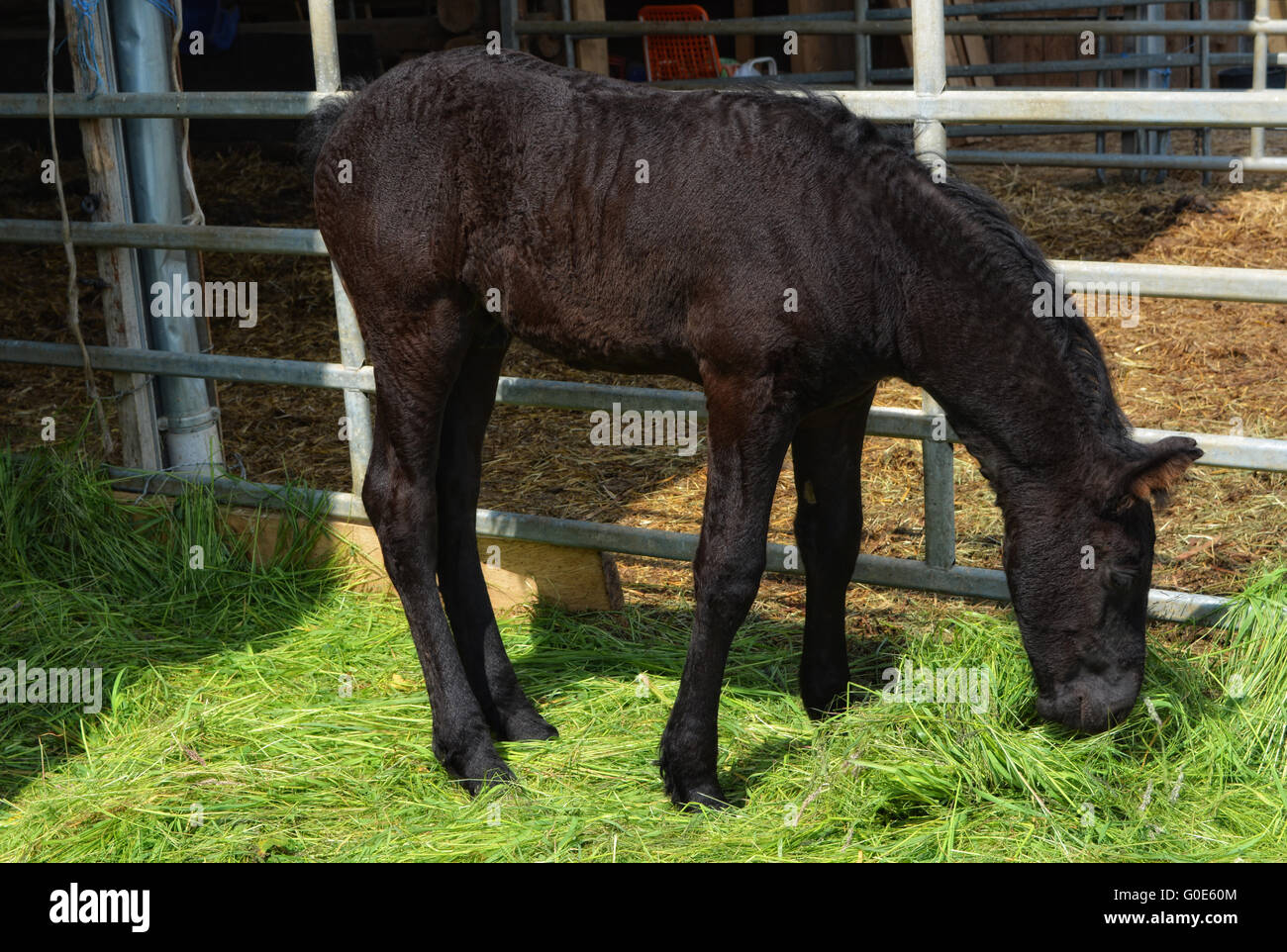 Friese horse foal hi-res stock photography and images - Alamy