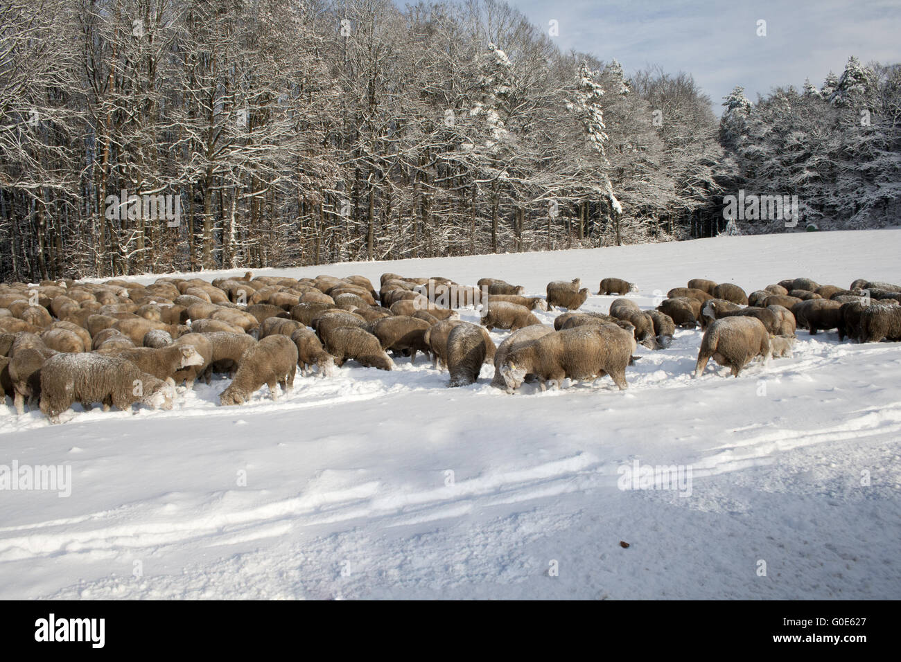 sheep and Lamb in Winter Stock Photo - Alamy