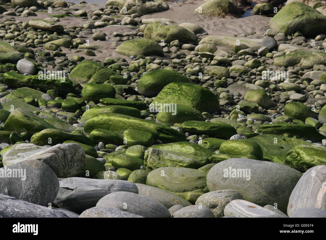 algae grow on Stones - green pebbles Stock Photo - Alamy