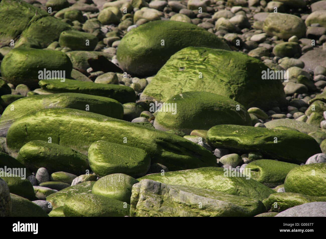 algae grow on Stones - green pebbles Stock Photo - Alamy