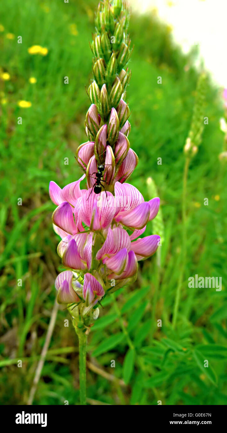 Medicinal, food and technical plant Glycyrrhiza glabra, or Licorice and ...