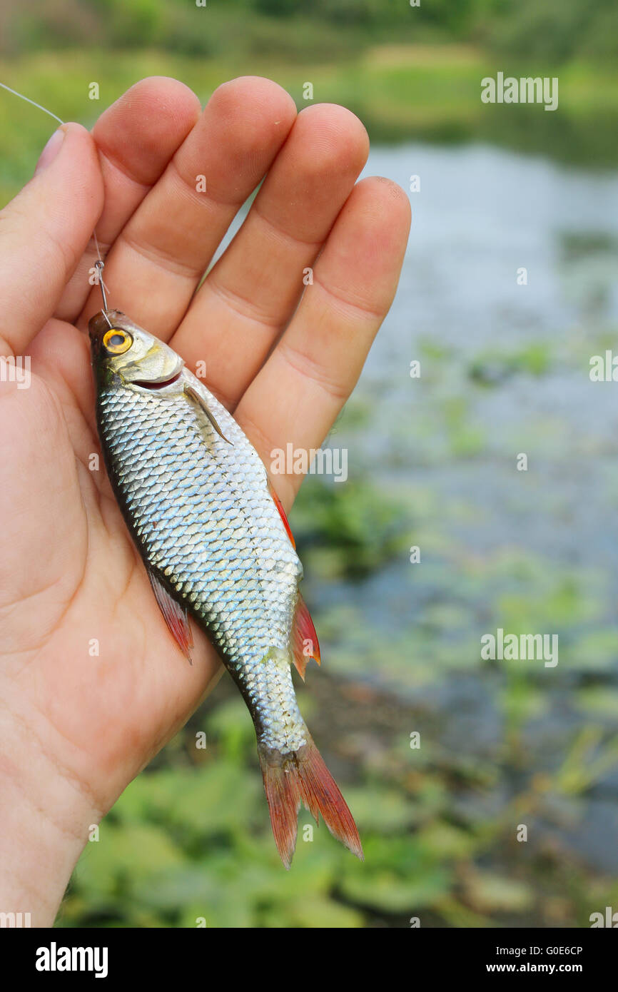 rudd caught on the hook in the hand Stock Photo - Alamy