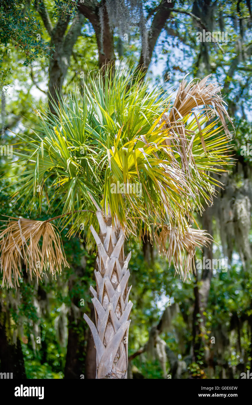 Palmetto tree set against a Carolina blue sky Stock Photo - Alamy