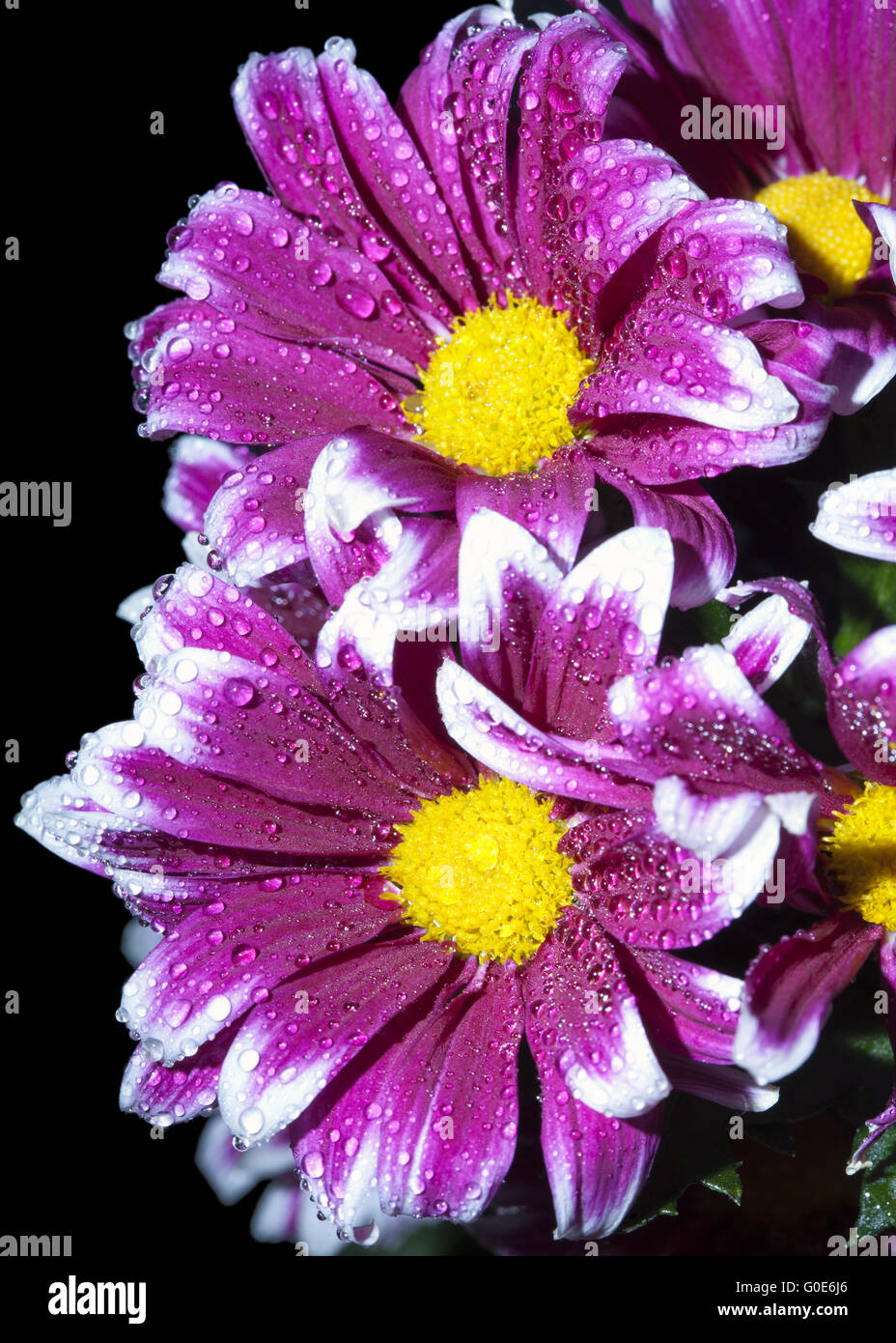 Branch bush crimson chrysanthemum Stock Photo - Alamy