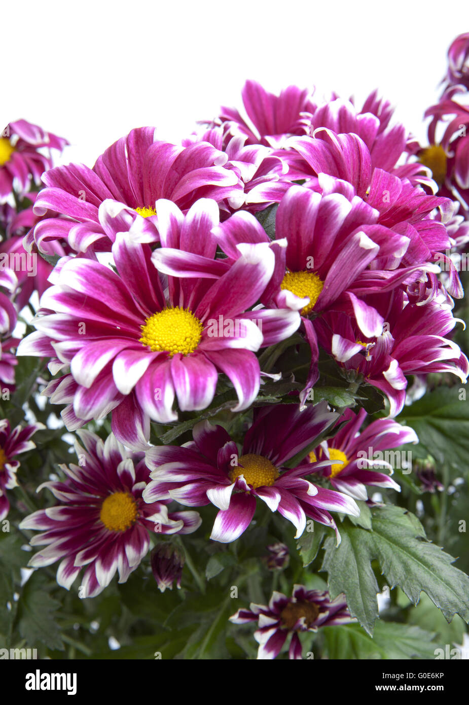 Branch bush crimson chrysanthemum Stock Photo - Alamy