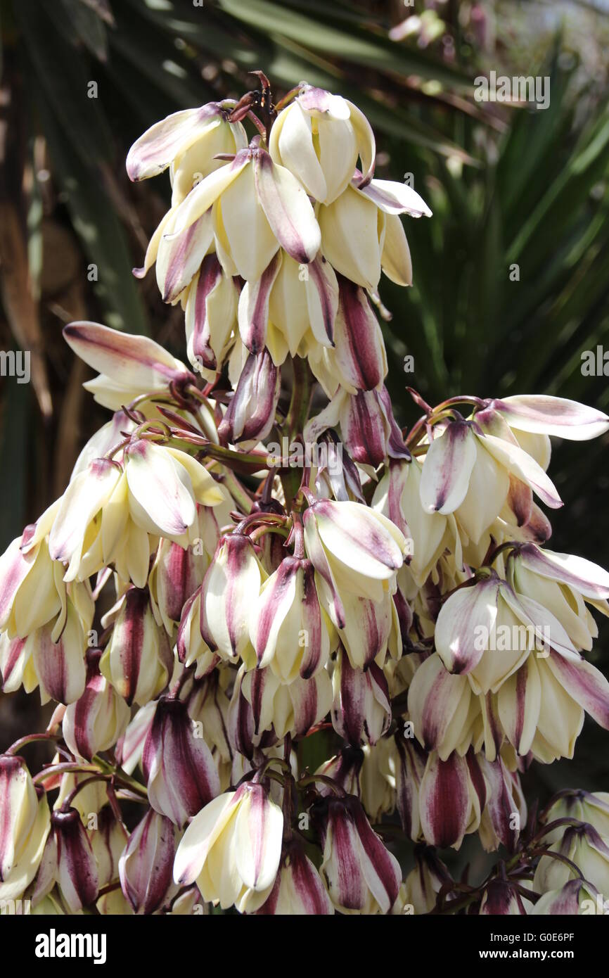 Agave blooms hi-res stock photography and images - Alamy