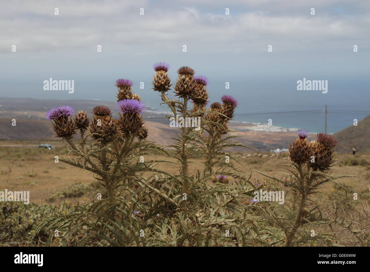 Sea thistles hi-res stock photography and images - Alamy