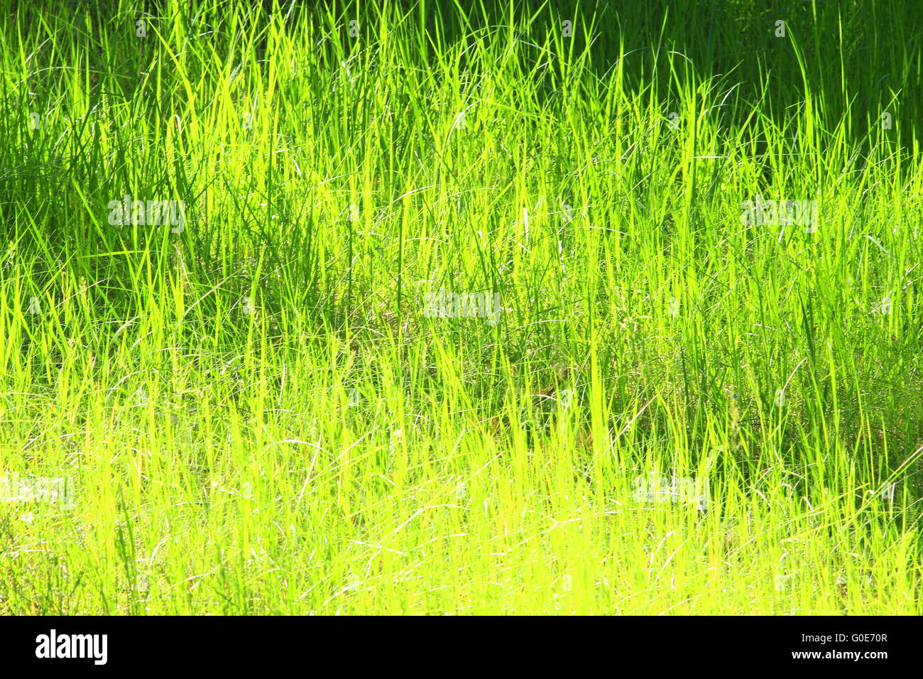 High green grass in hi-res stock photography and images - Alamy