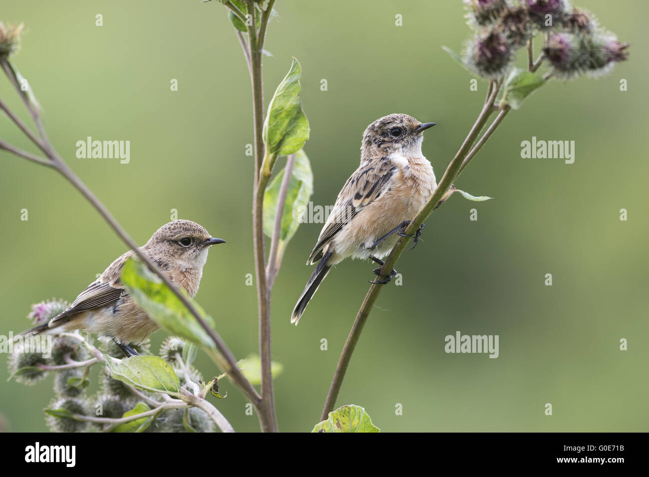 Fledgling stonechat hi-res stock photography and images - Alamy