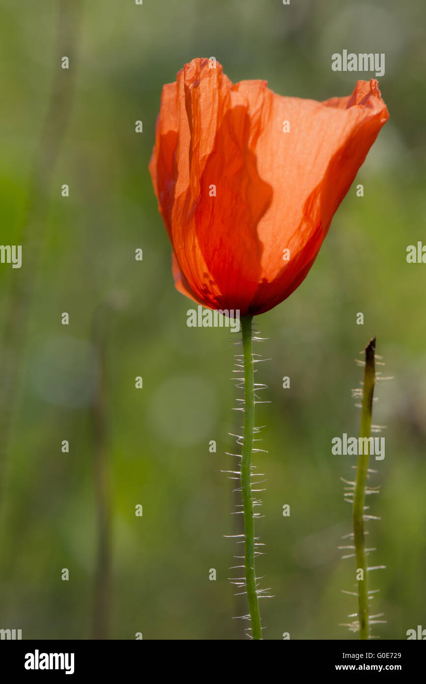 Abstract Poppy Rose Stock Photo - Alamy