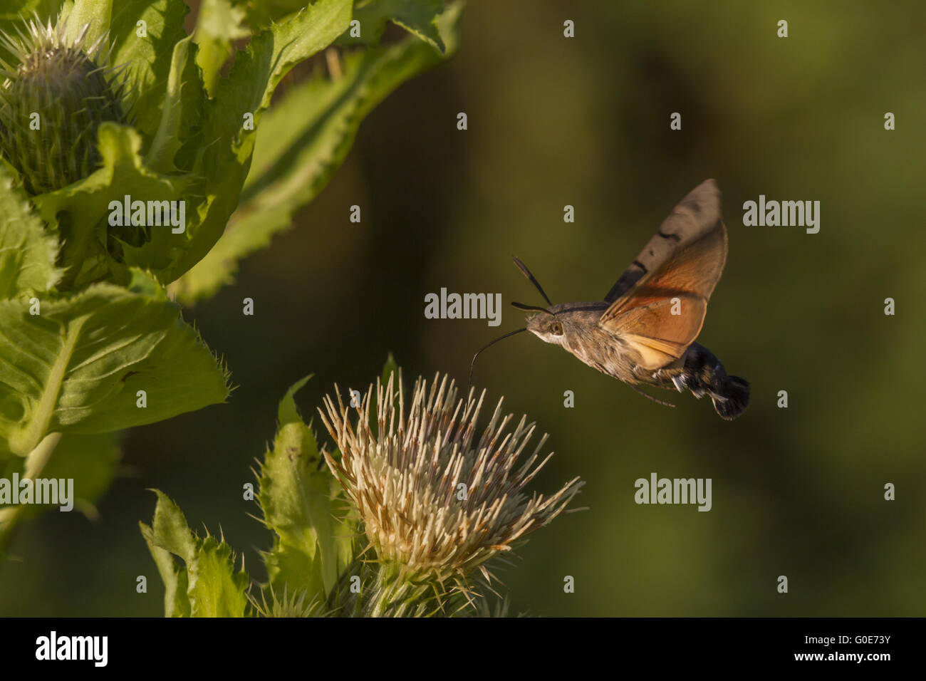 Hummingbird hawkmoth (Macroglossum stellatarum Stock Photo - Alamy