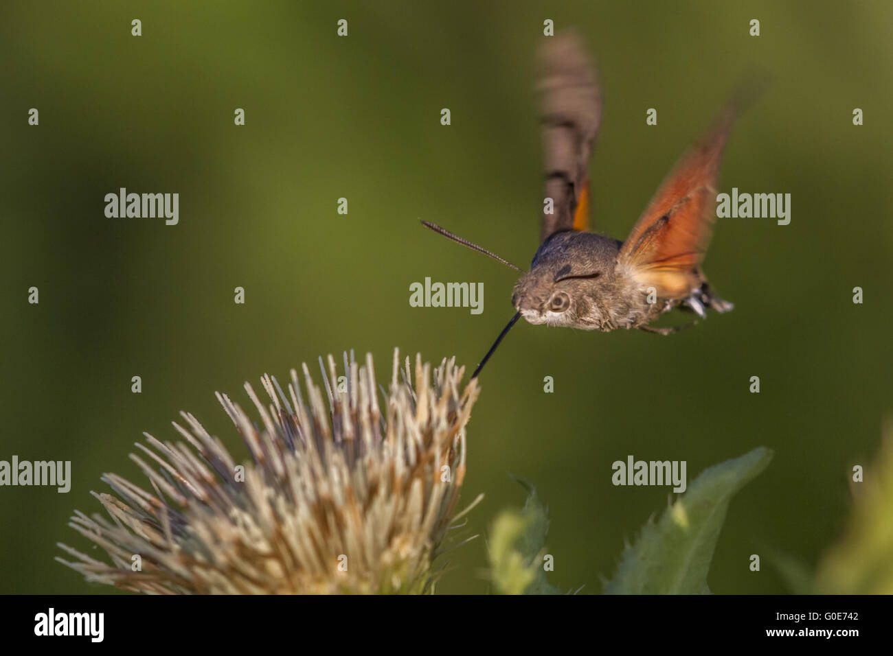 Hummingbird hawkmoth (Macroglossum stellatarum Stock Photo - Alamy