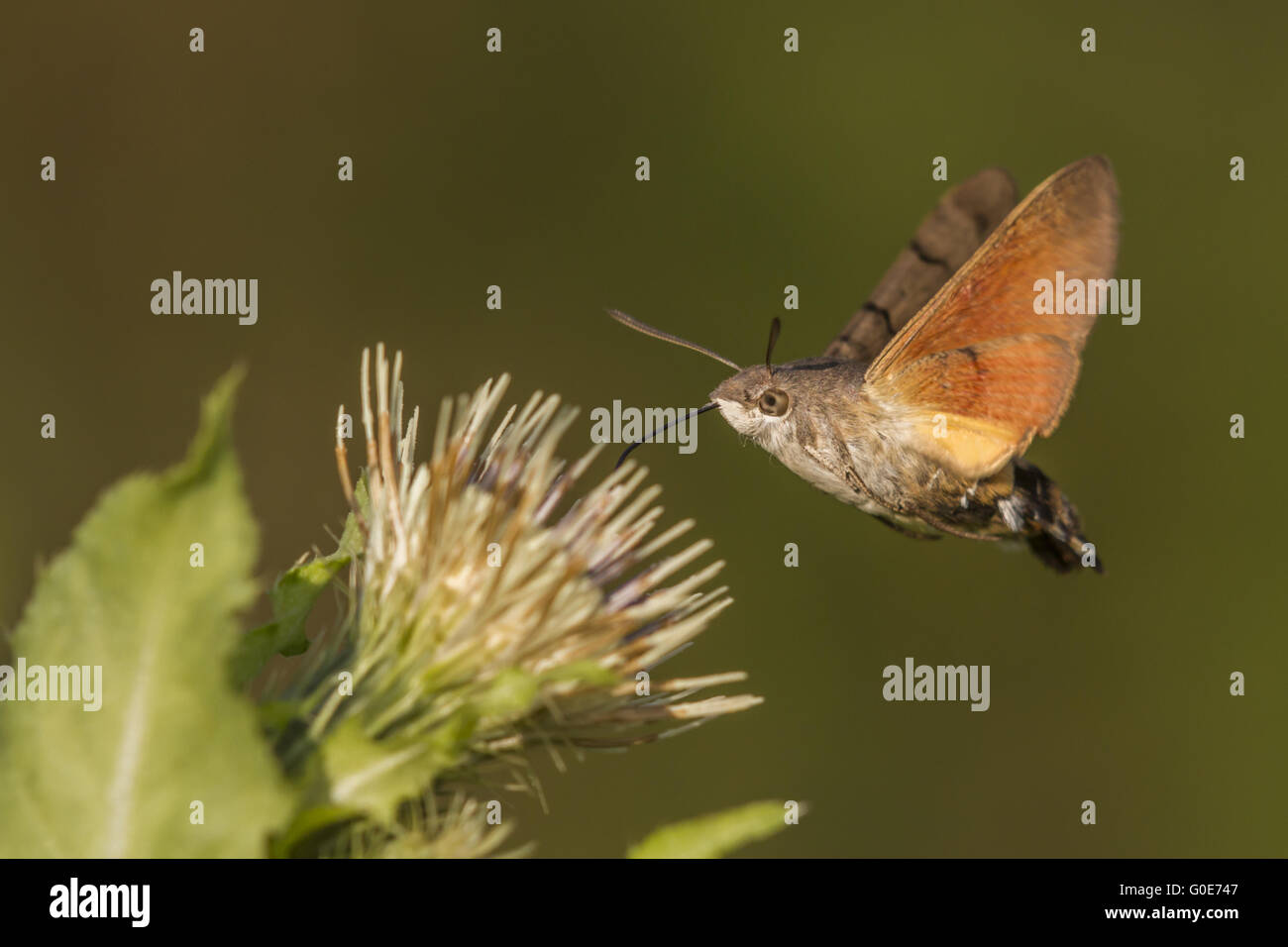 Hummingbird hawkmoth (Macroglossum stellatarum Stock Photo - Alamy