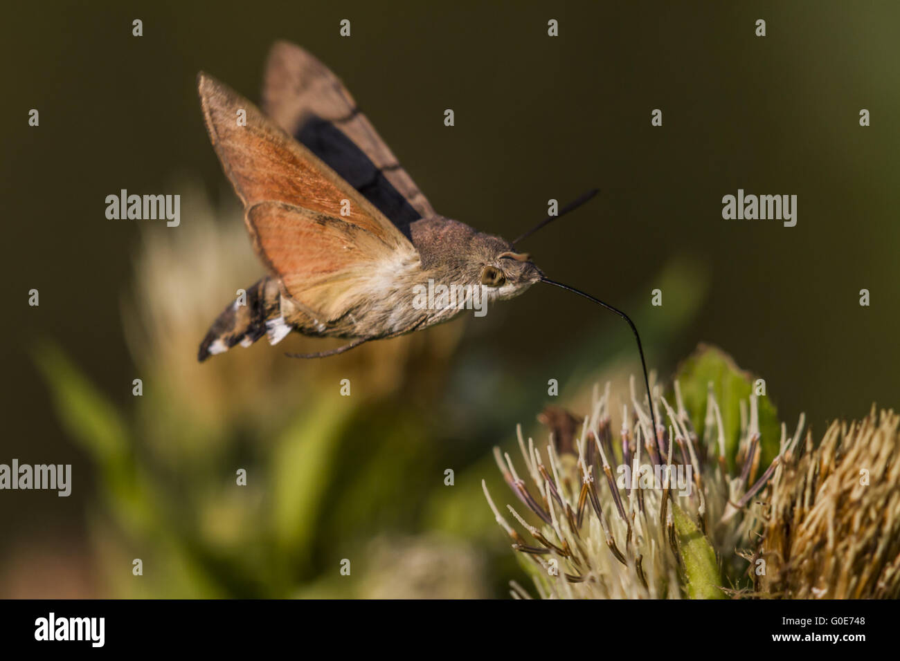 Hummingbird hawkmoth (Macroglossum stellatarum Stock Photo - Alamy