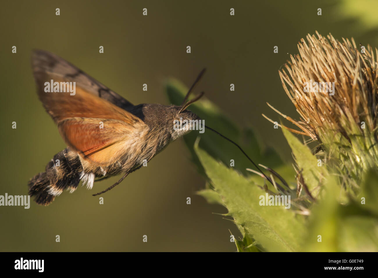 Hummingbird hawkmoth (Macroglossum stellatarum Stock Photo - Alamy