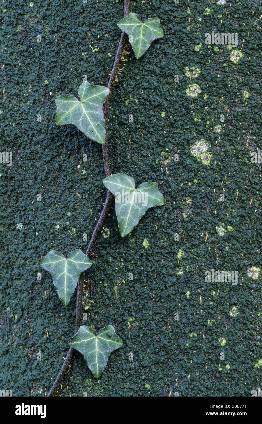 Ripple ivy fruit hi-res stock photography and images - Alamy