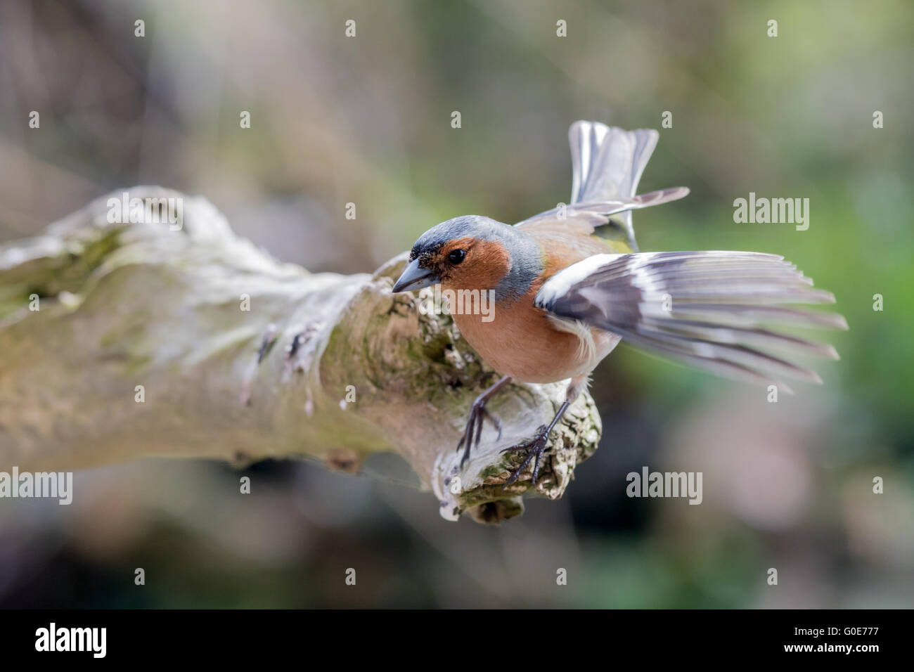 Finches flying hi-res stock photography and images - Alamy