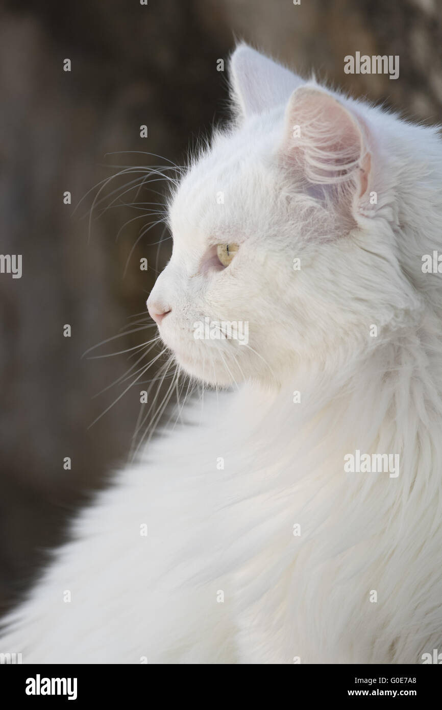 Cat head side view hi-res stock photography and images - Alamy