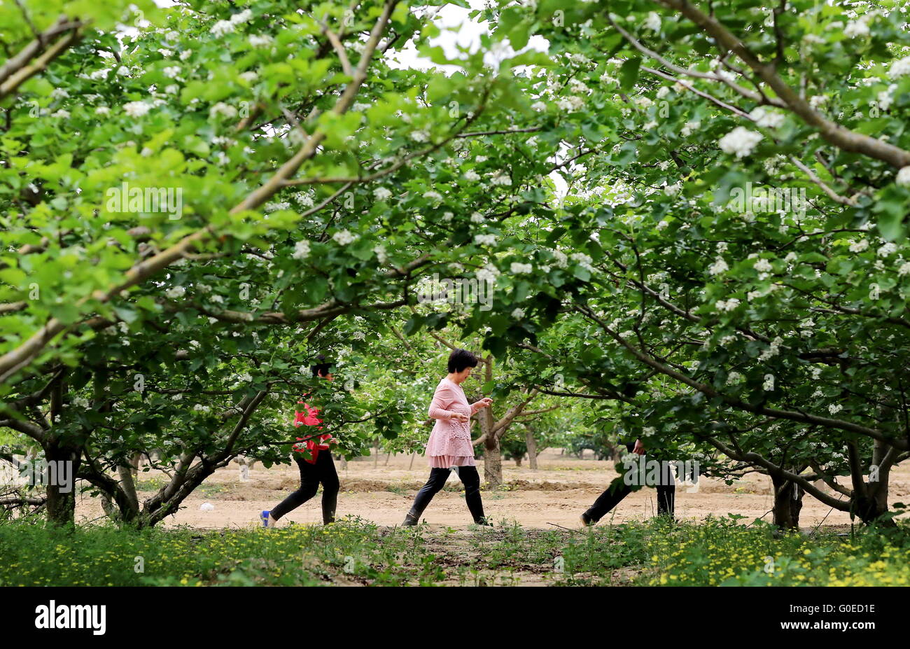 (160501) -- XINGTAI, May 1, 2016 (Xinhua) -- People walk under hawthorn ...