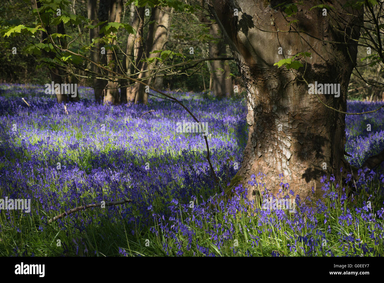 Bluebells tree hi-res stock photography and images - Alamy