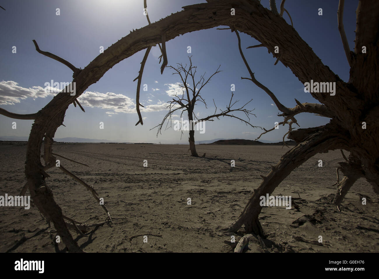 Niland, California, USA. 29th Apr, 2016. Dead trees in Salton Sea ...