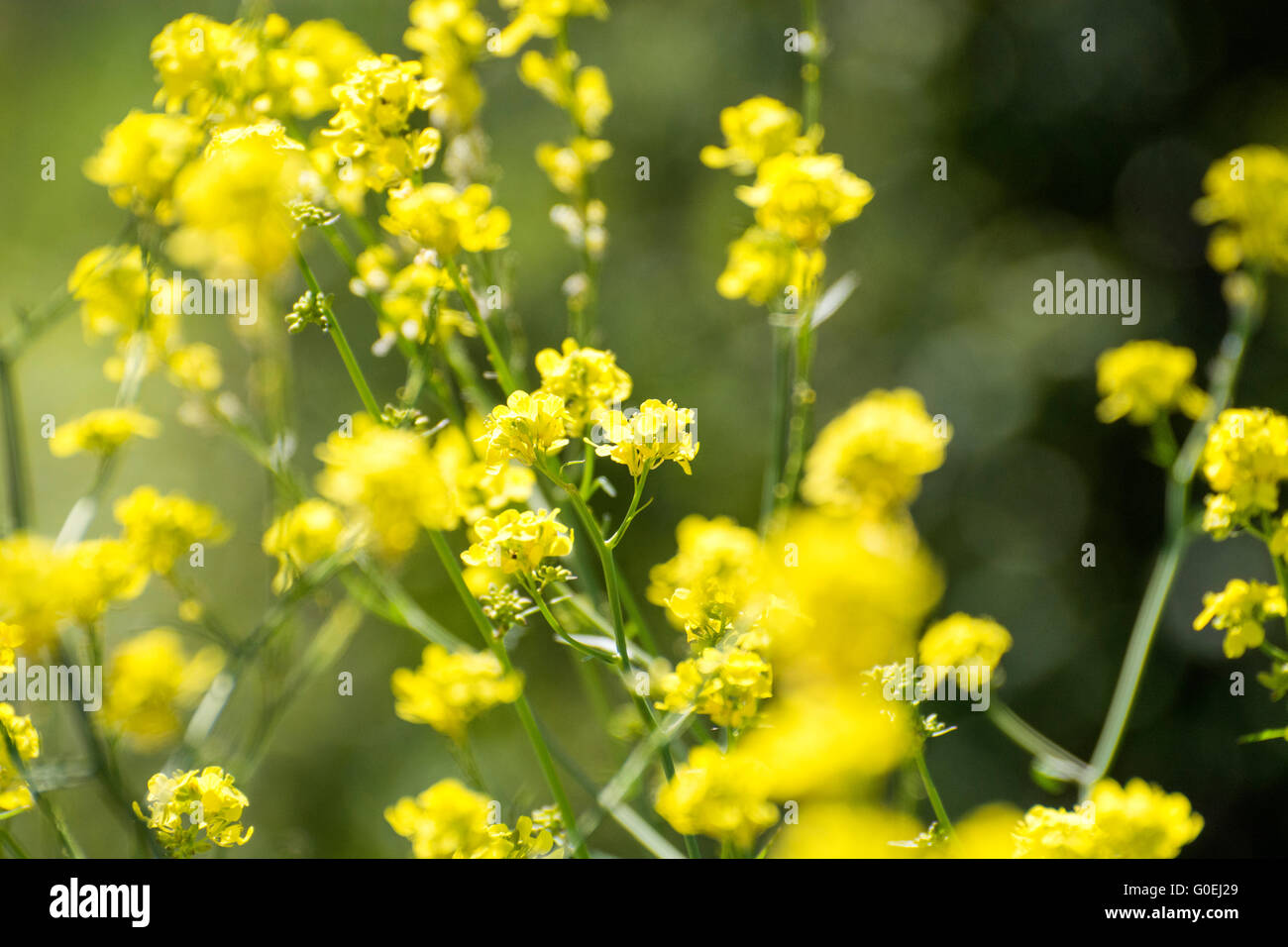 Ecologism 1 hi-res stock photography and images - Alamy