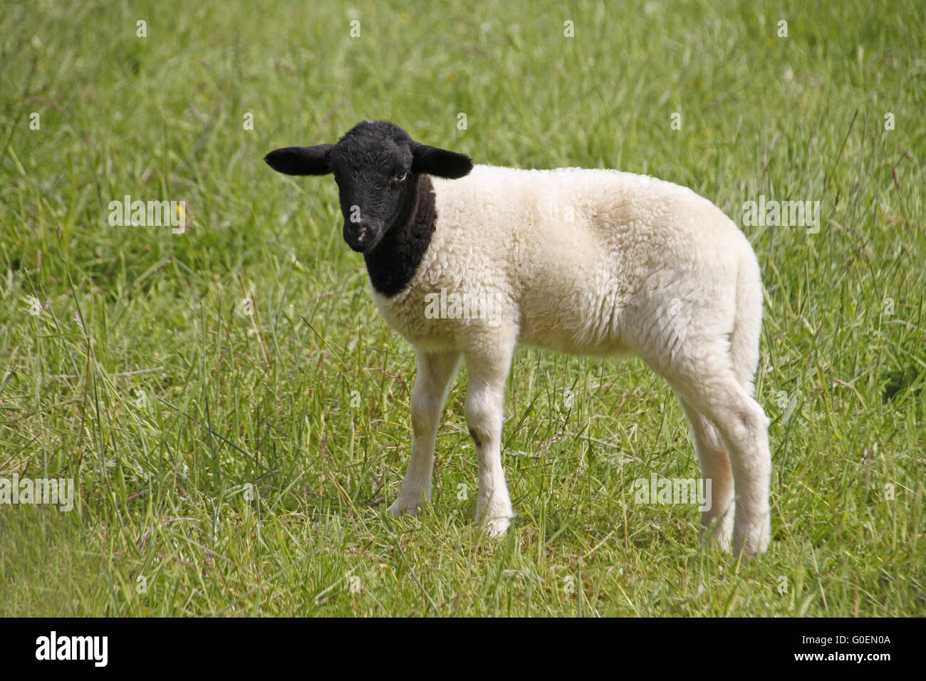 Somali sheep hi-res stock photography and images - Alamy