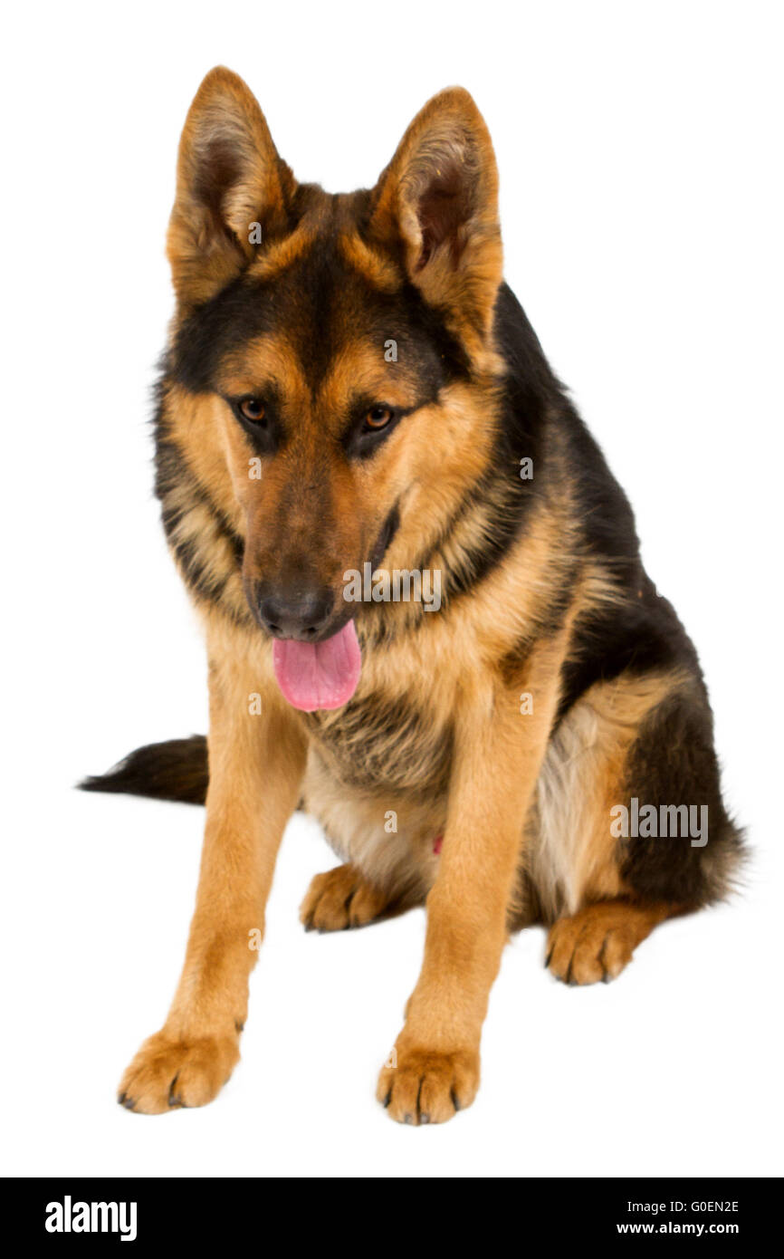 Pet shot hi-res stock photography and images - Alamy