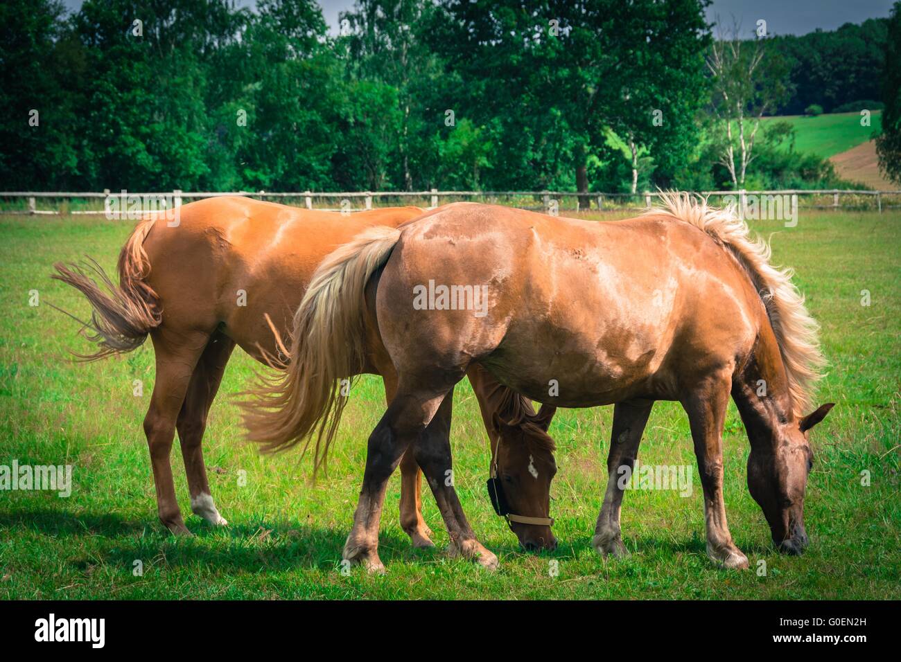 Two colored horses hi-res stock photography and images - Alamy