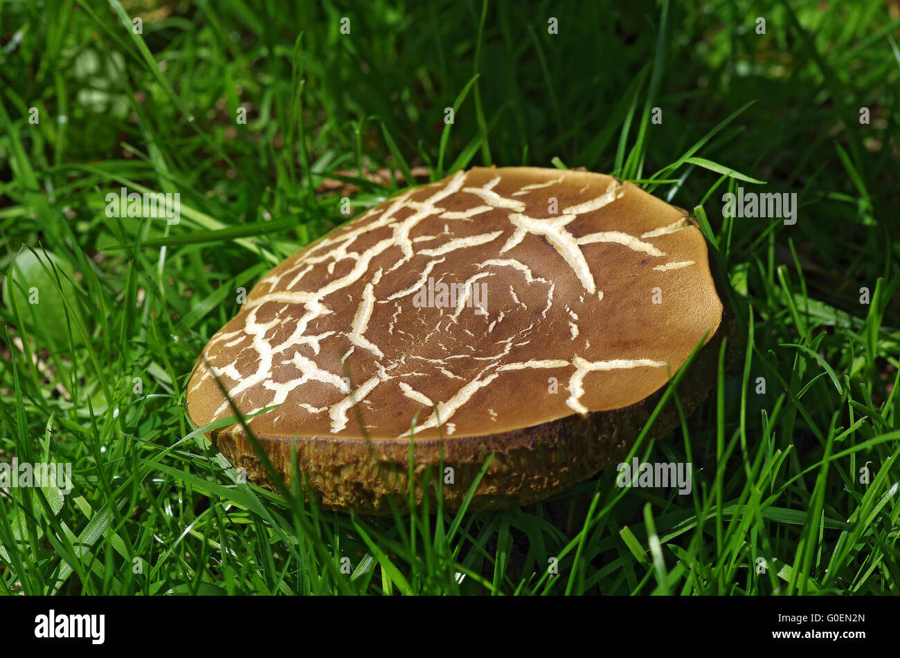 Yeast fungi hi-res stock photography and images - Alamy