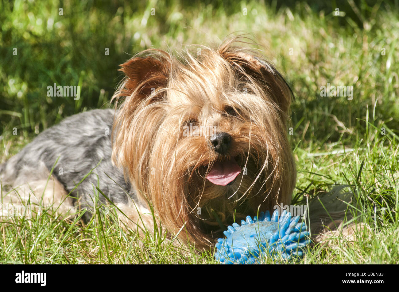 Yorky hi-res stock photography and images - Alamy