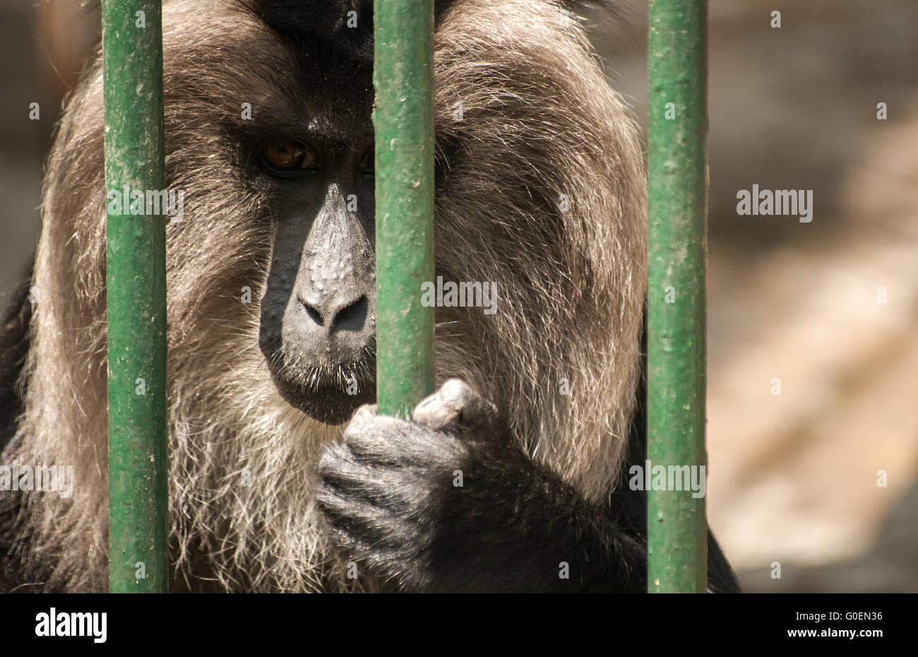 Zoo cage bars hi-res stock photography and images - Alamy