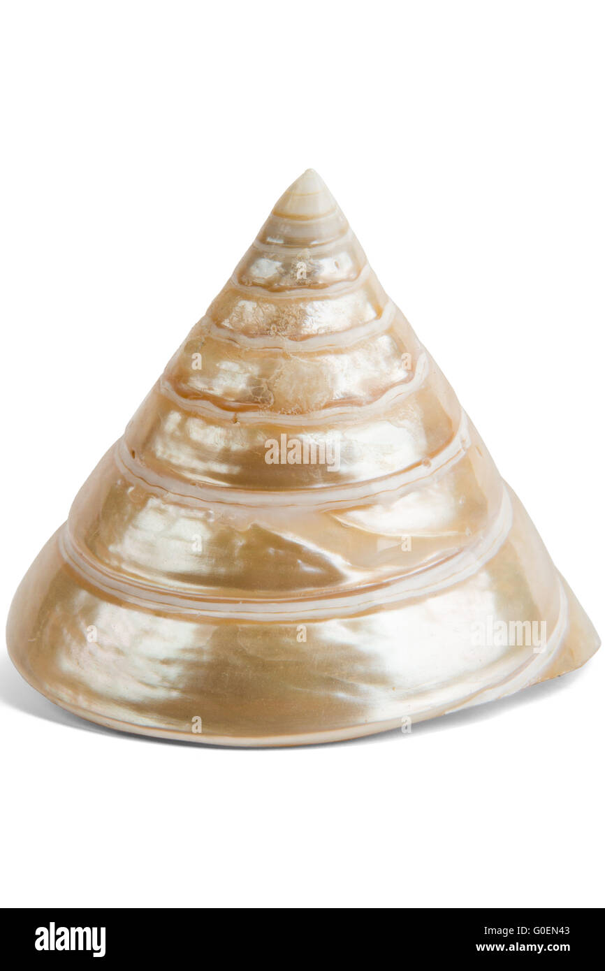 Seashell shell shells shellfish diving hi-res stock photography and ...