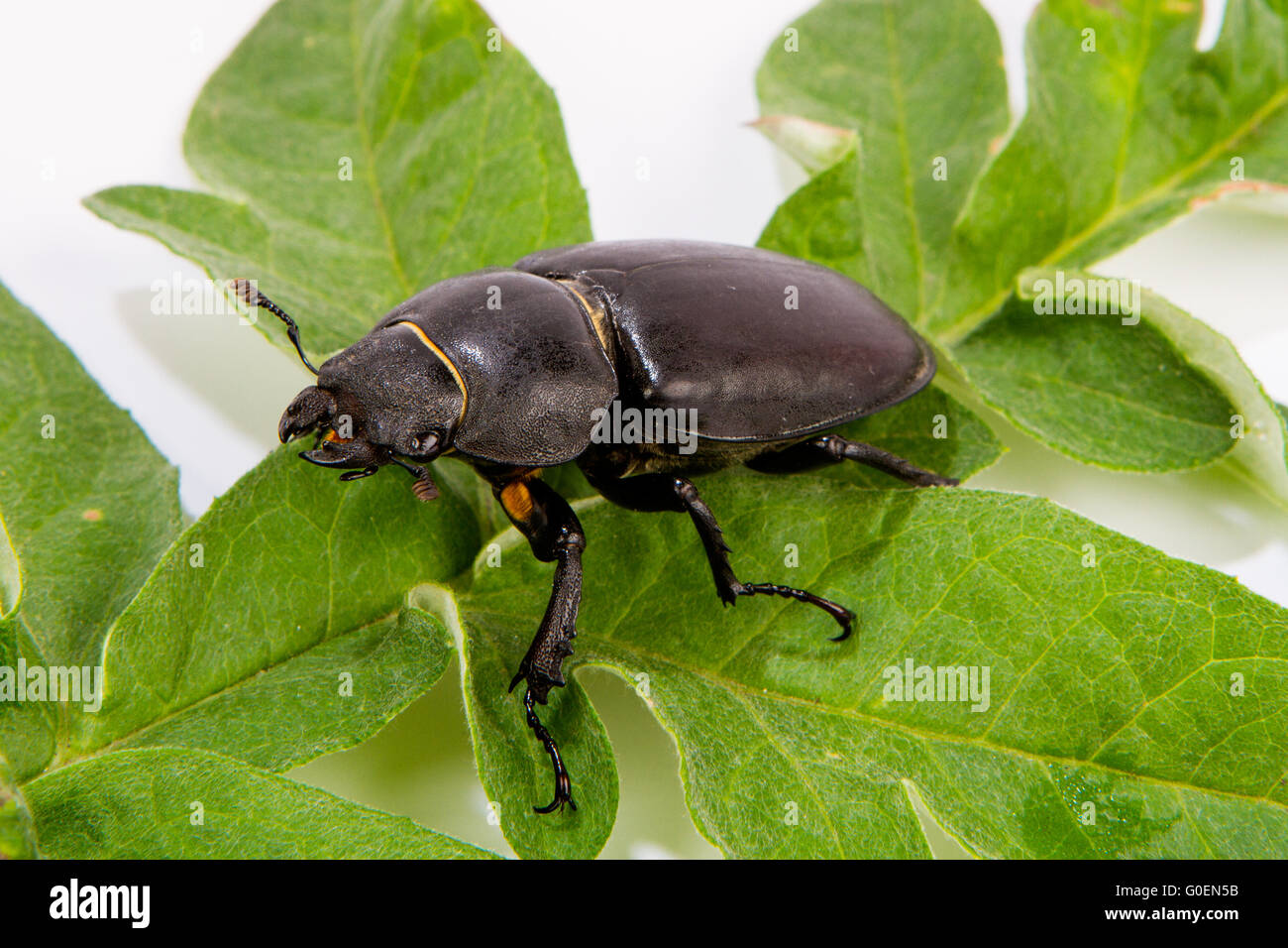 Female stag beetle science hi-res stock photography and images - Alamy