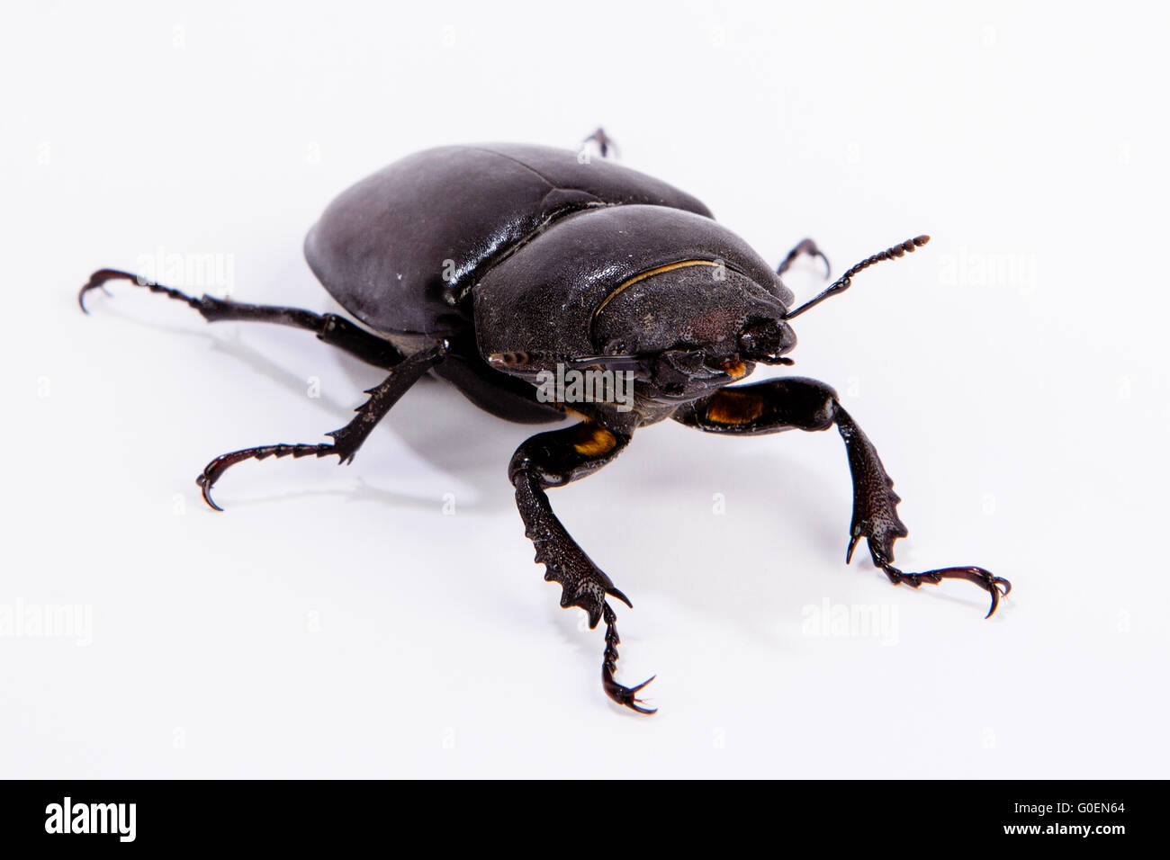 Female Stag Beetle Stock Photo - Alamy