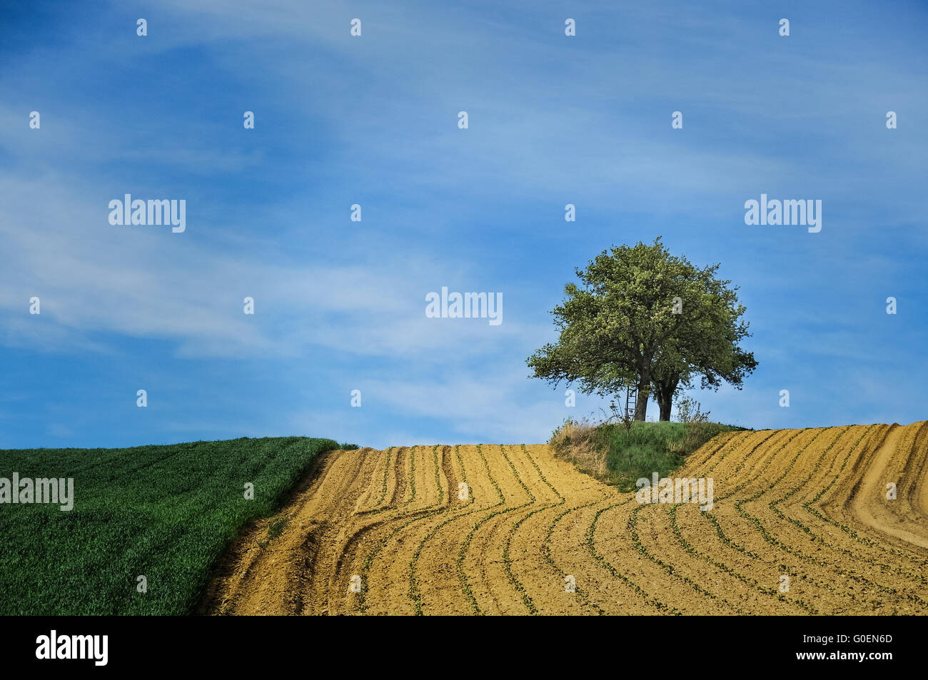 Farmland and cornfield with tree on the horizon Stock Photo - Alamy