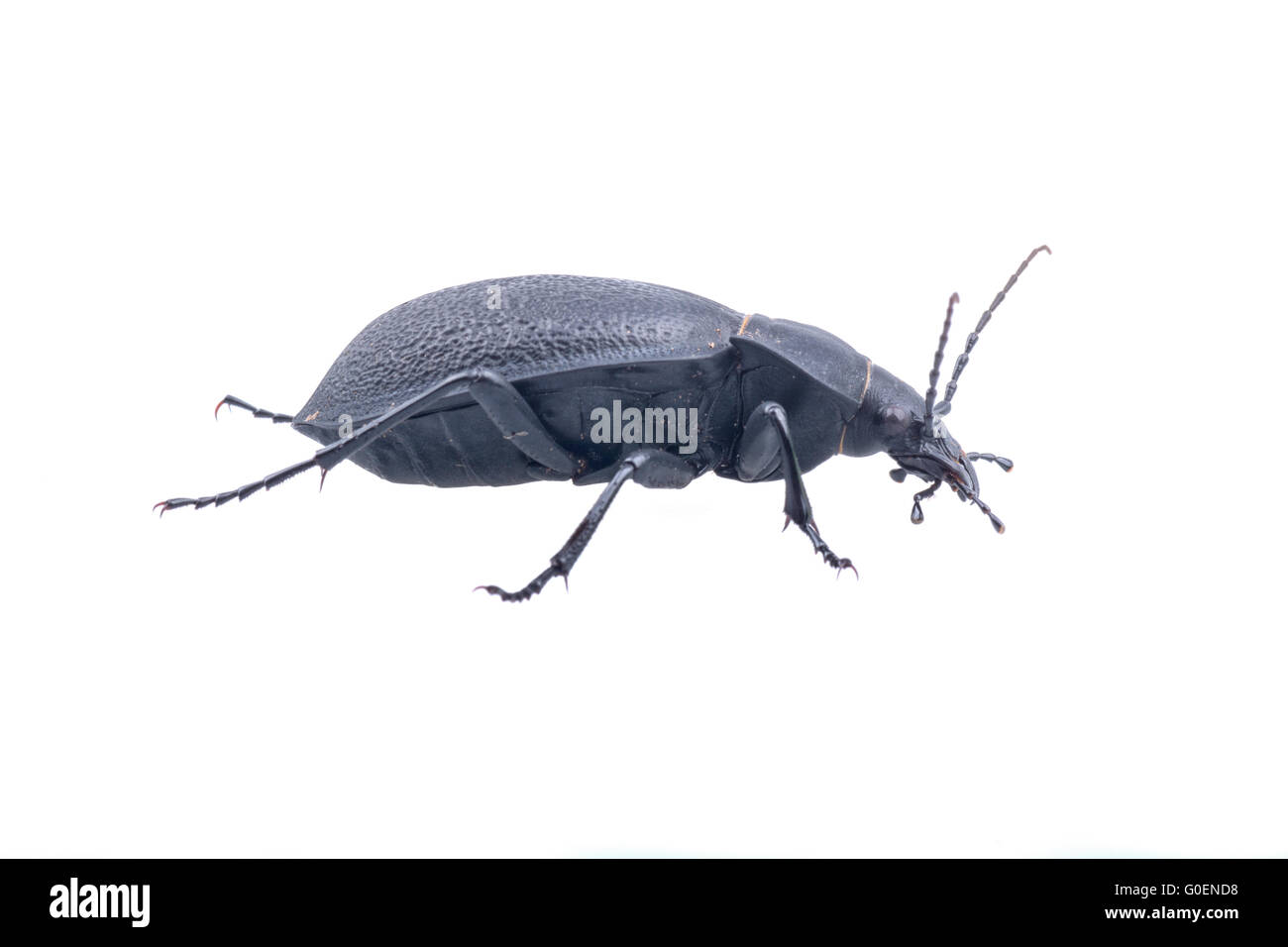Black bug on a white background Stock Photo - Alamy