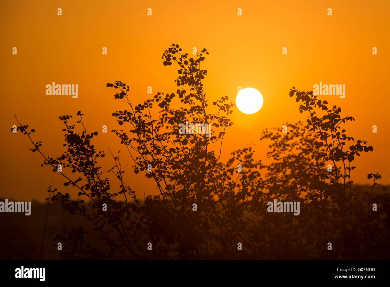 The Golden Sunset Stock Photo - Alamy
