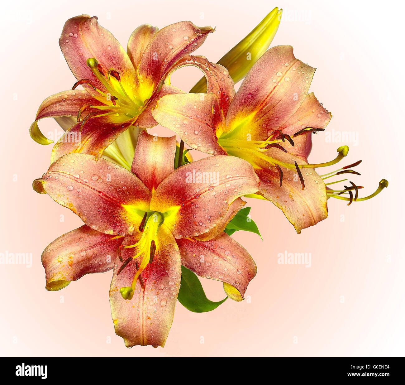 Tropical flowers with vibrant foliage lily hi-res stock photography and ...