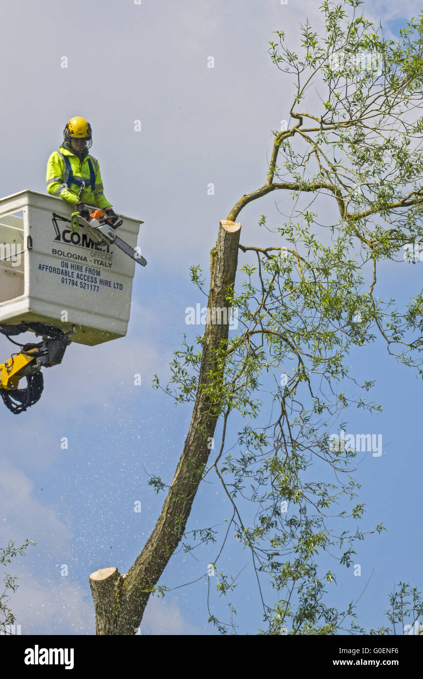 Uk lopping tree hi-res stock photography and images - Alamy