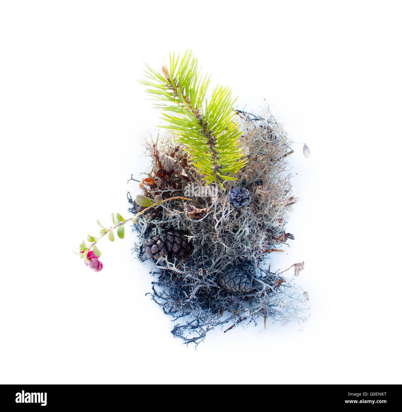 natural moss for compositions on white background Stock Photo - Alamy