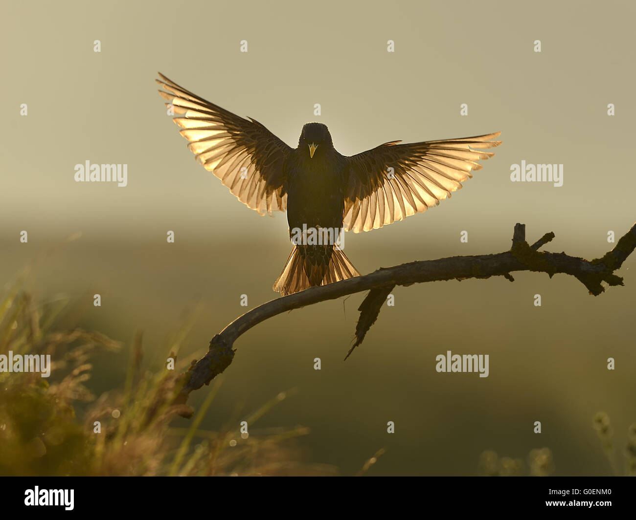 Loud birds hi-res stock photography and images - Alamy