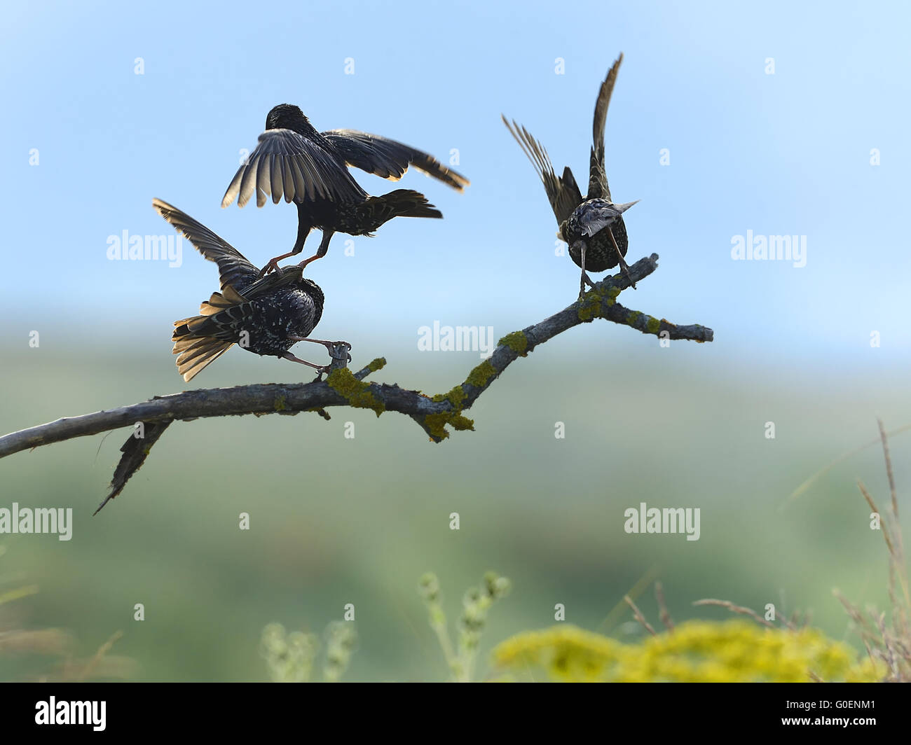 Loud bird hi-res stock photography and images - Alamy